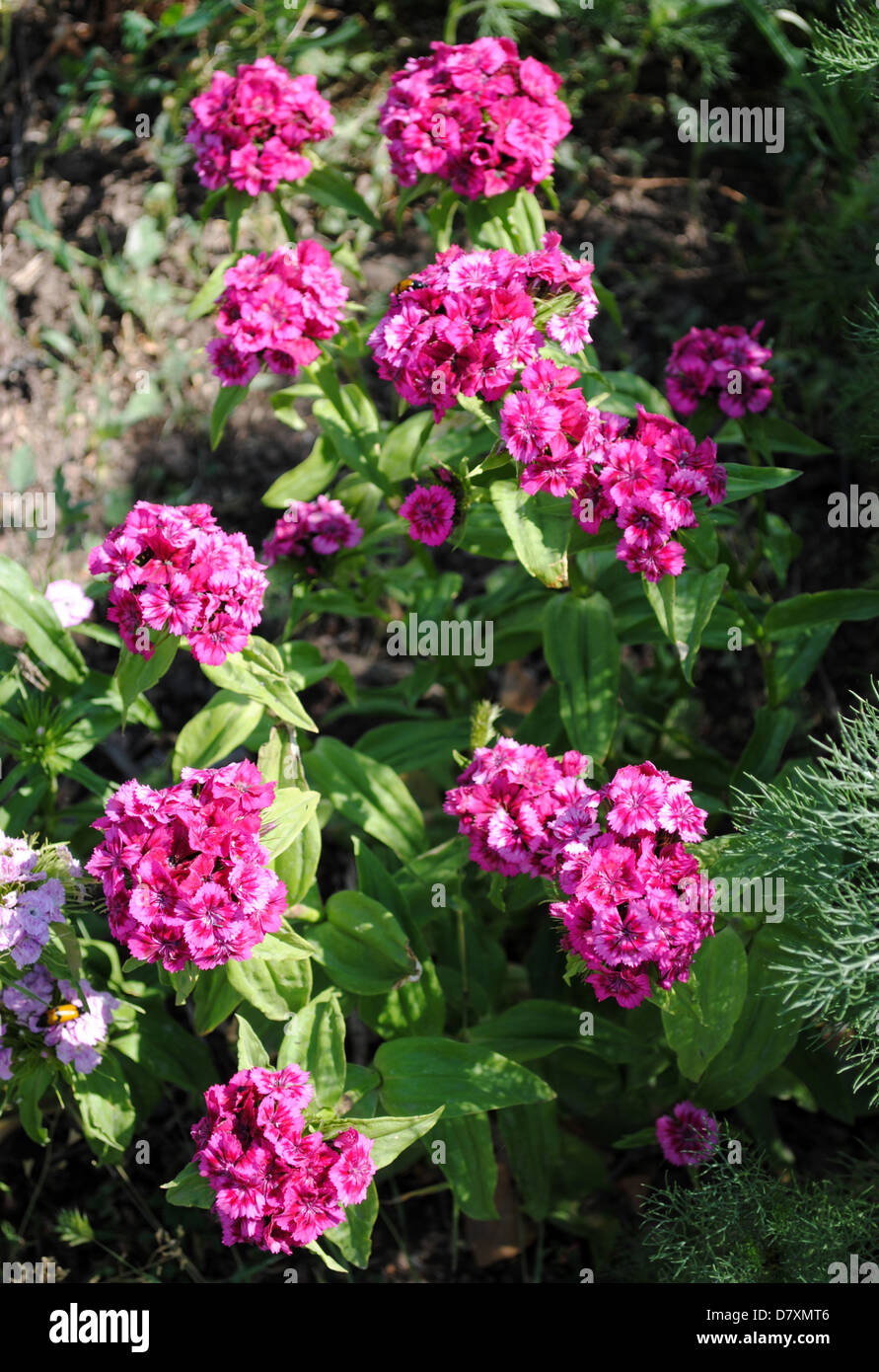 Red needle hi-res stock photography and images - Alamy