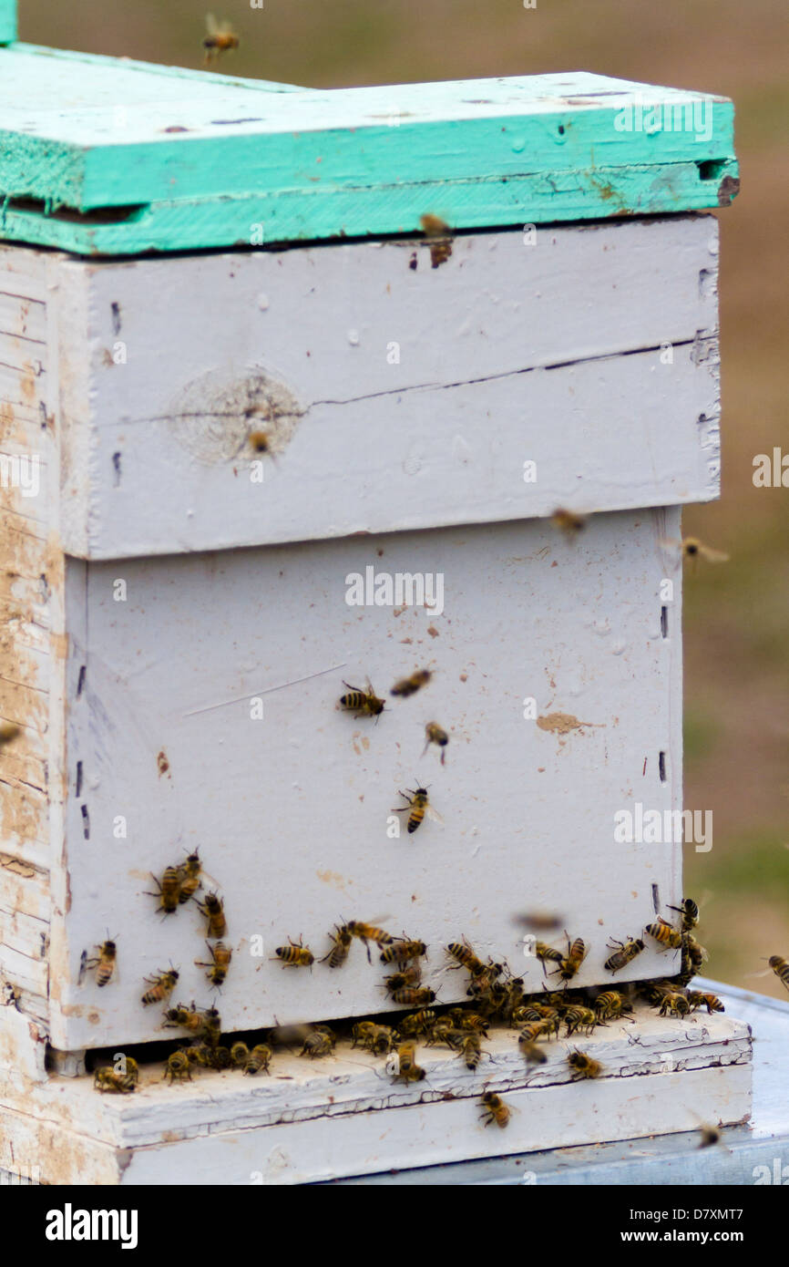 Installation of bee hives at new location Stock Photo - Alamy