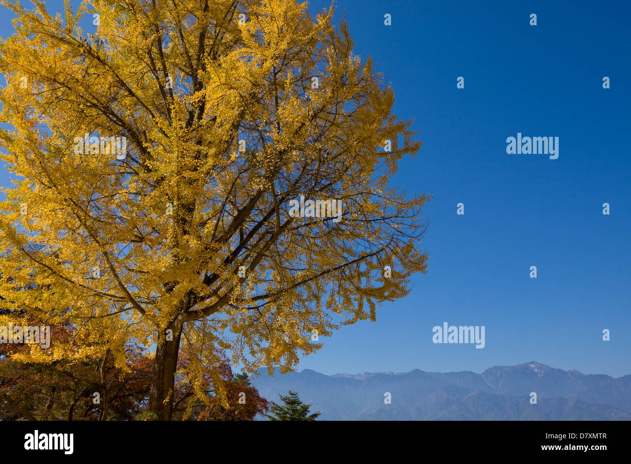 Ginkgo biloba and blue sky Stock Photo - Alamy