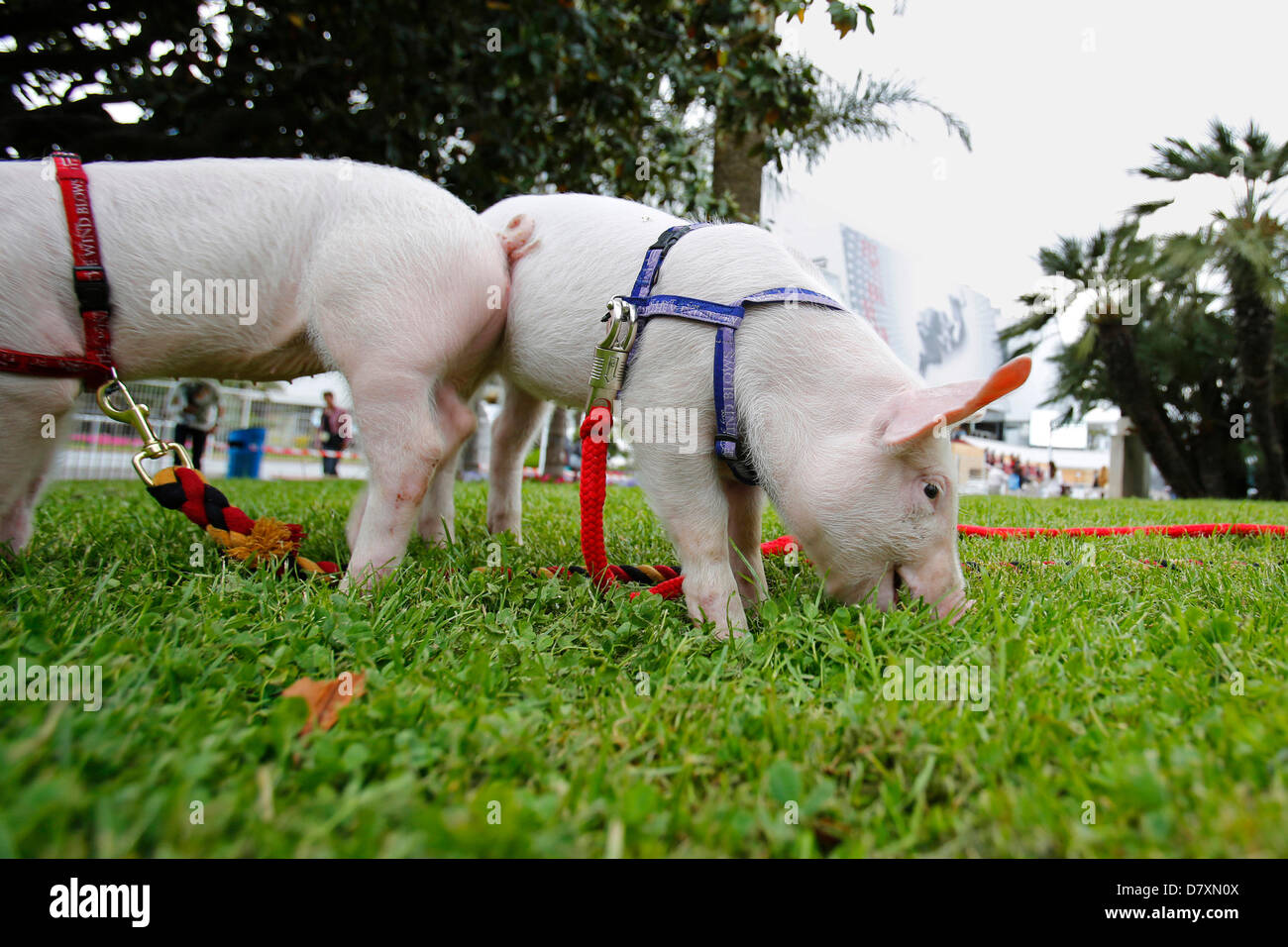 Canne, France. May 14, 2013. Pigs in front of Palais Des Festivals at ...