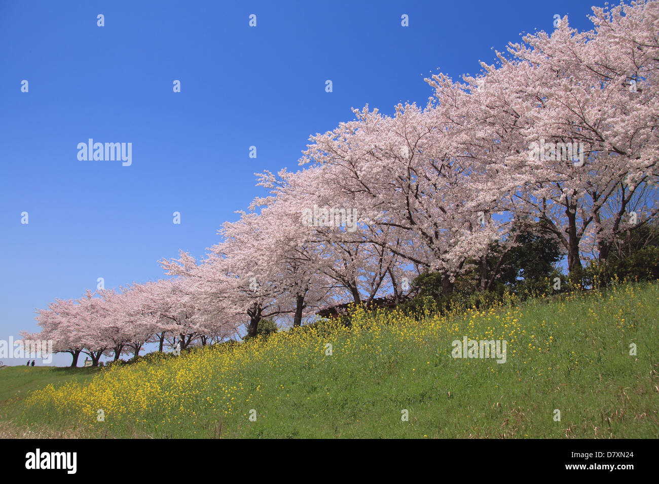 Row of cherry blossom trees hi-res stock photography and images - Alamy