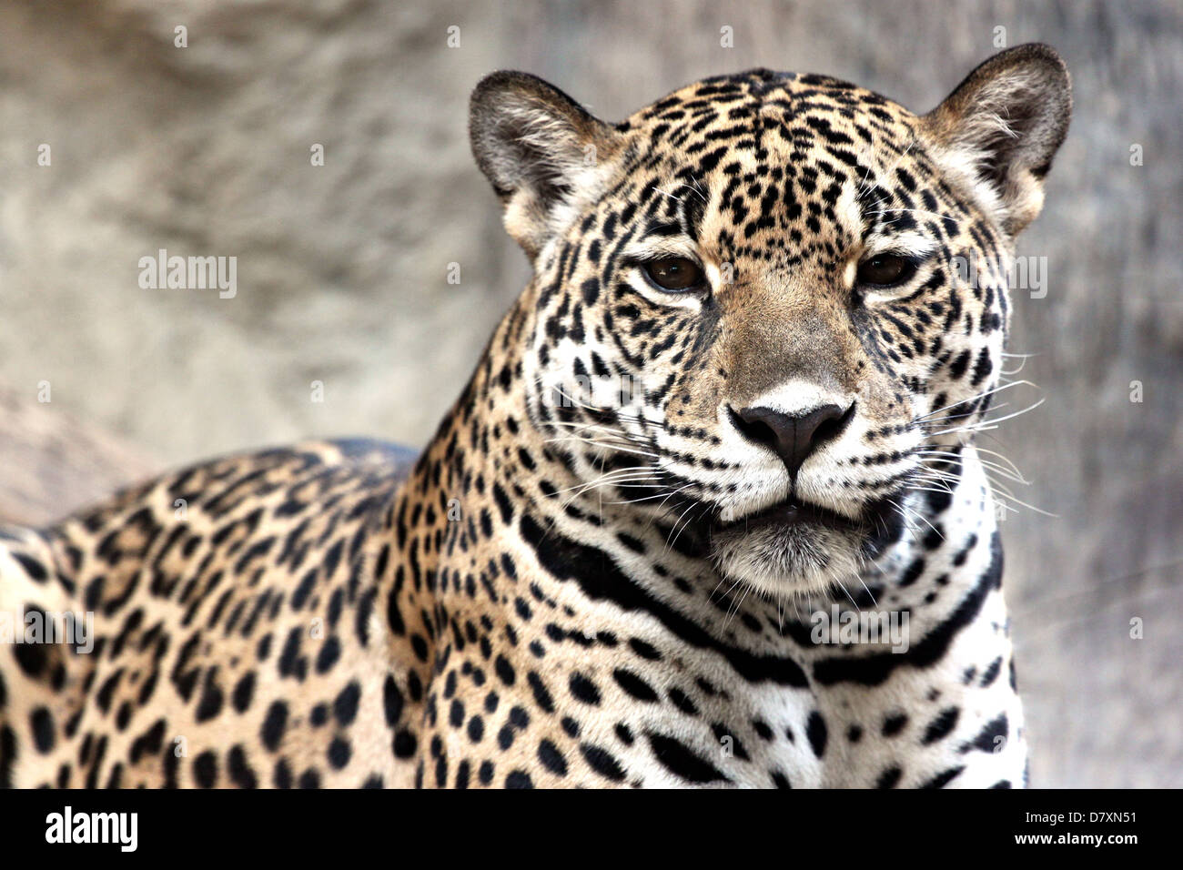 Leopard was watching something very interesting Stock Photo - Alamy