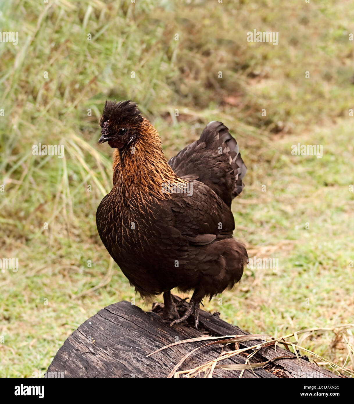 Hen laying egg hi-res stock photography and images - Alamy