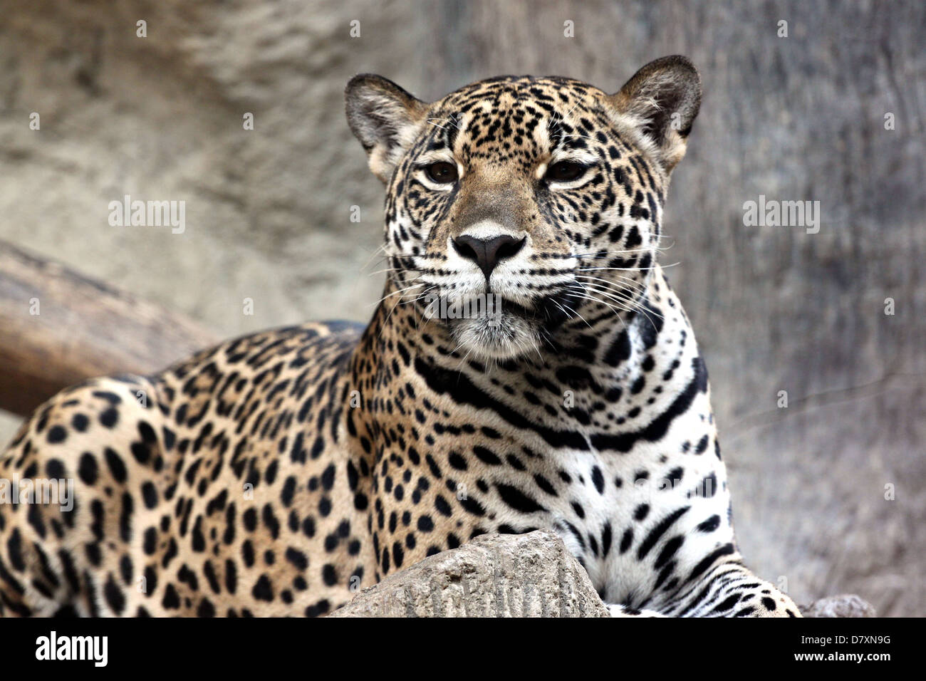 Leopard watching something hi-res stock photography and images - Alamy