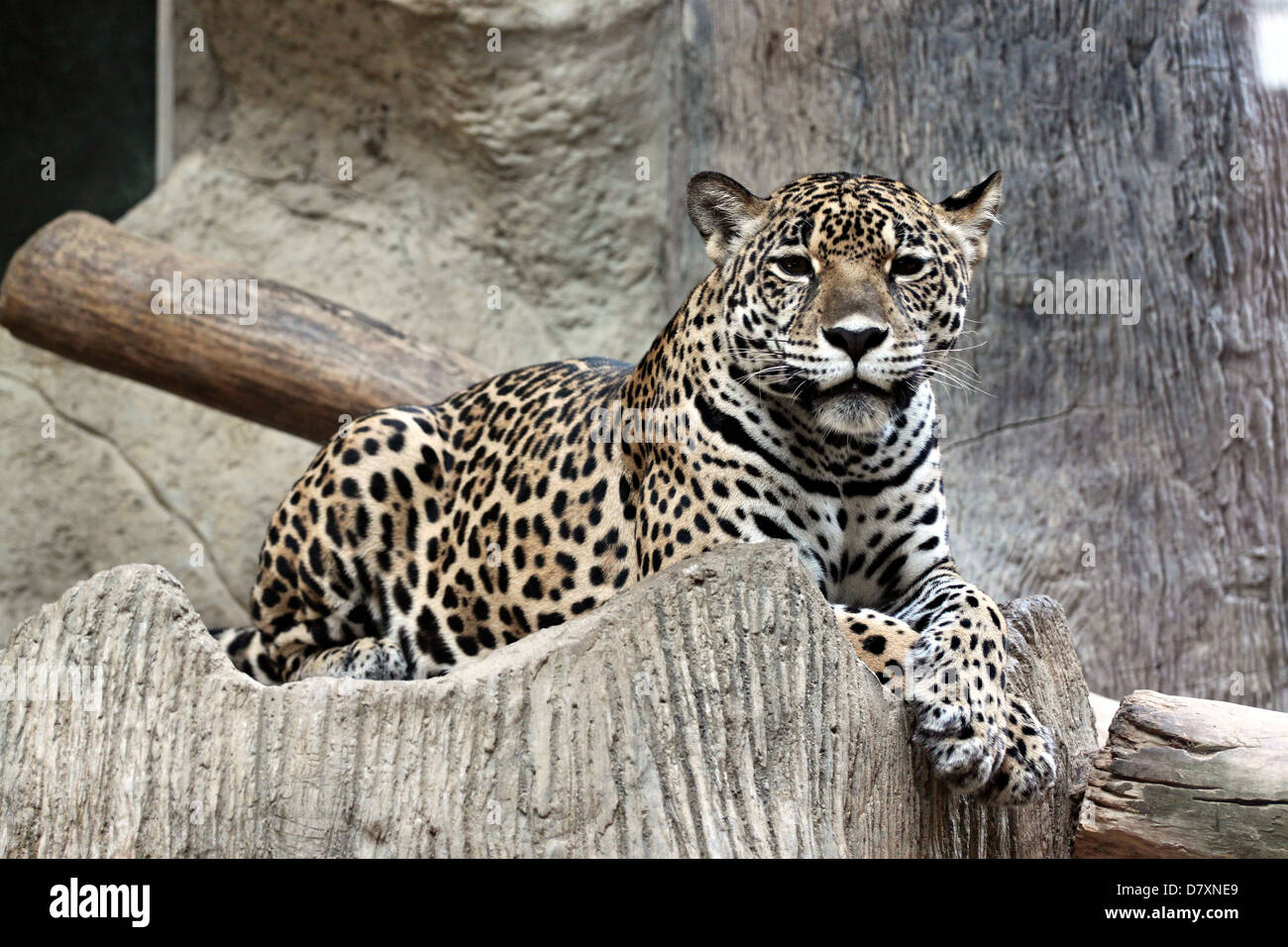 Leopard was watching something very interesting Stock Photo - Alamy