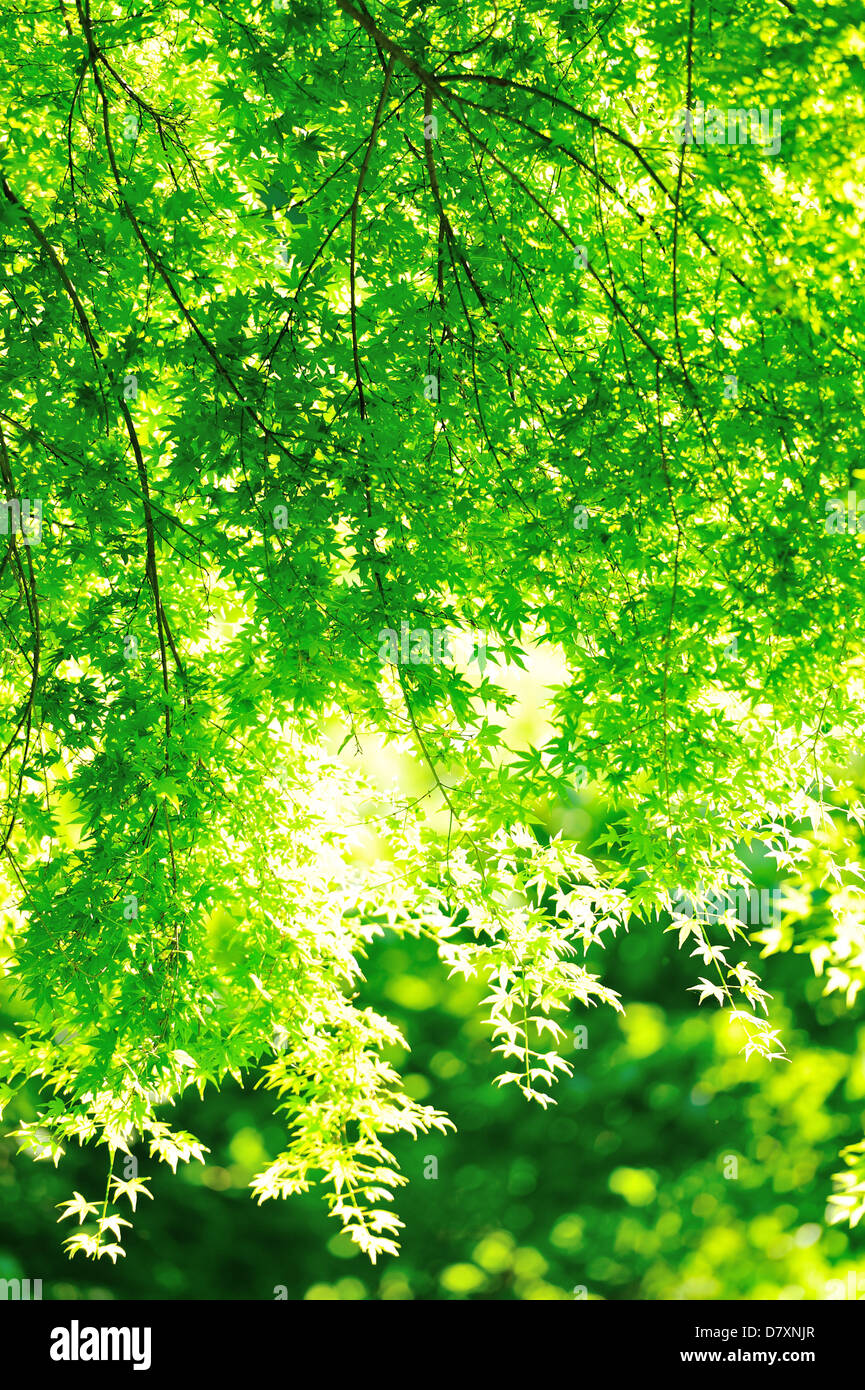 Trees and foliage Stock Photo - Alamy