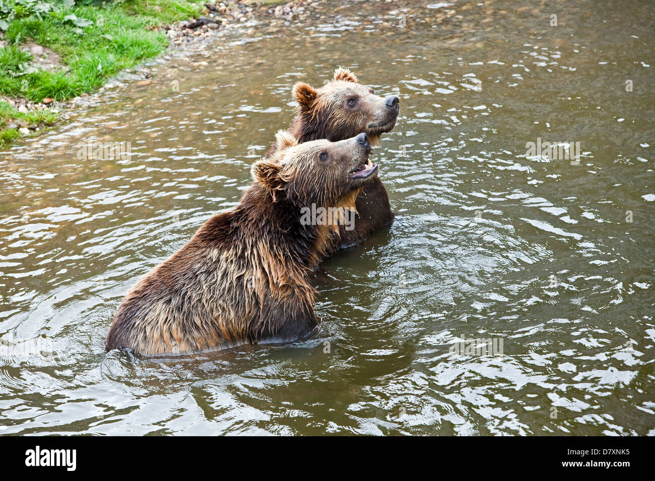 Siberian bears hi-res stock photography and images - Alamy
