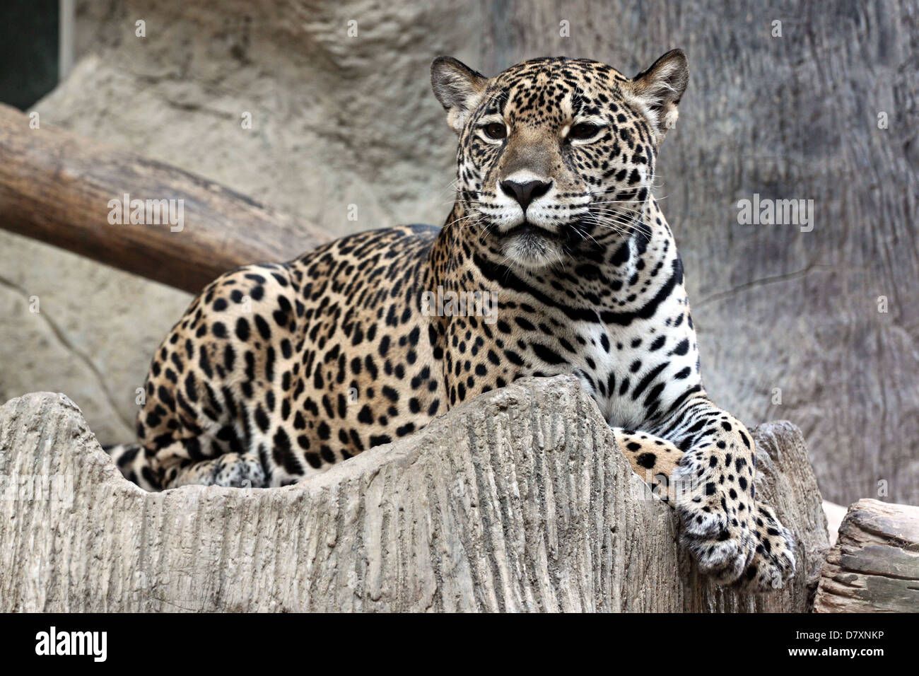 Leopard was watching something very interesting Stock Photo - Alamy