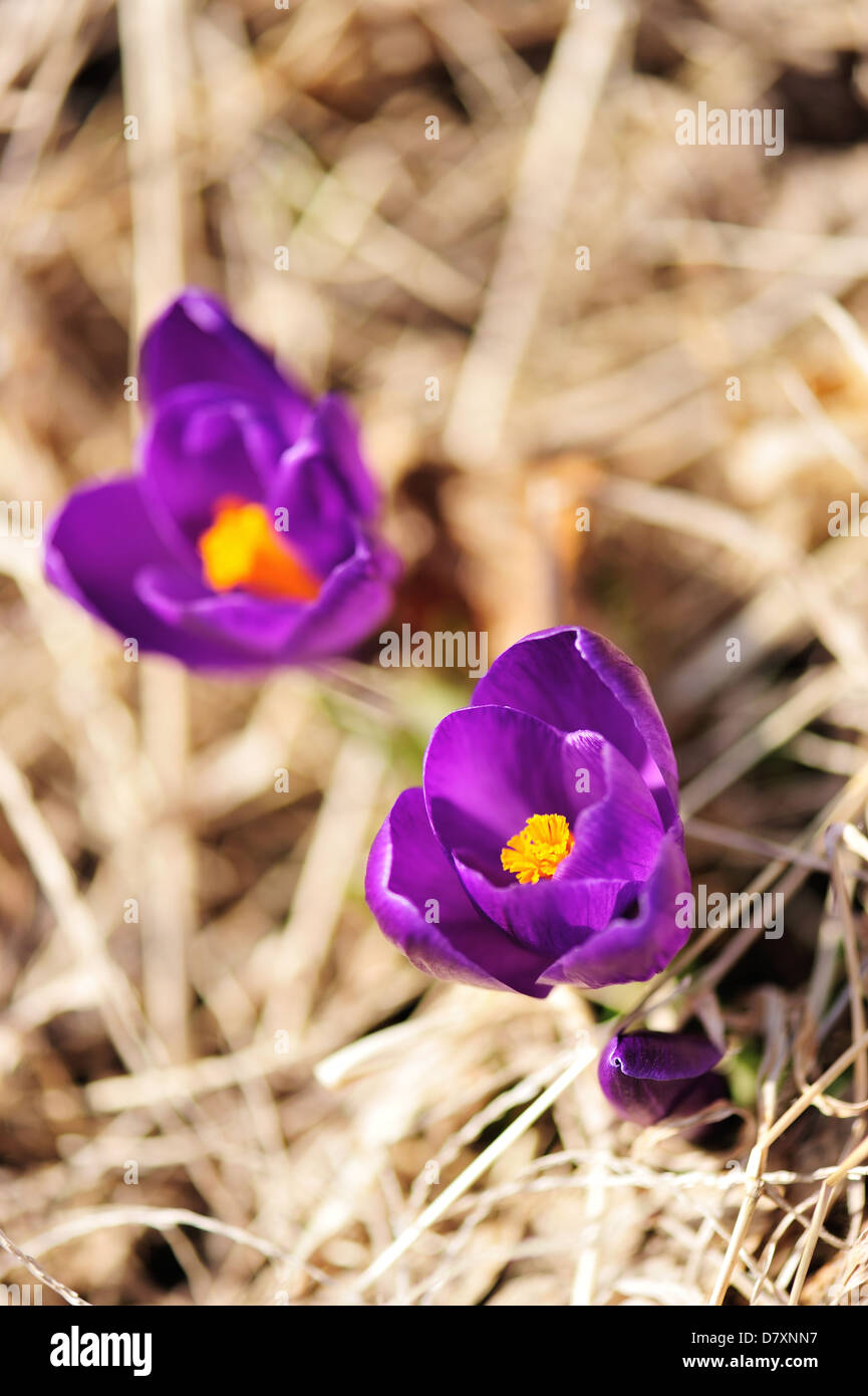 Japan spring flower crocus hi-res stock photography and images - Alamy