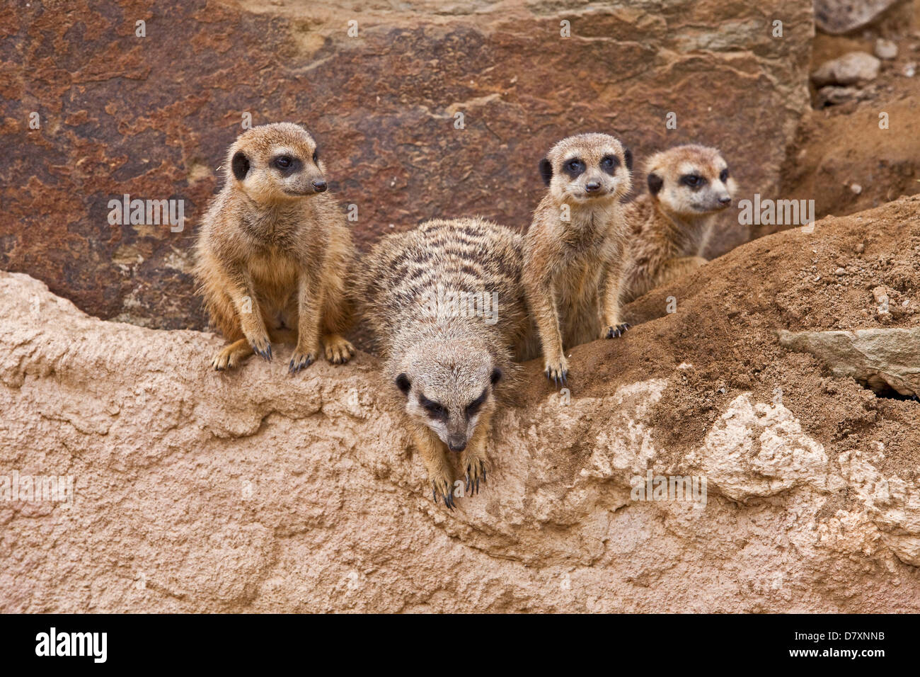 Surikates High Resolution Stock Photography and Images - Alamy