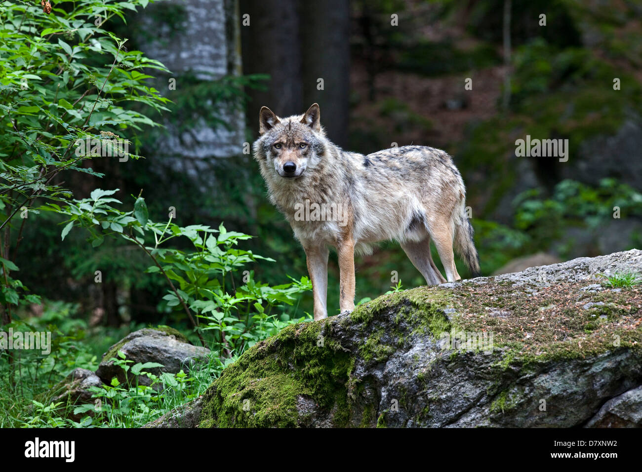 Greywolf greywolves hi-res stock photography and images - Alamy