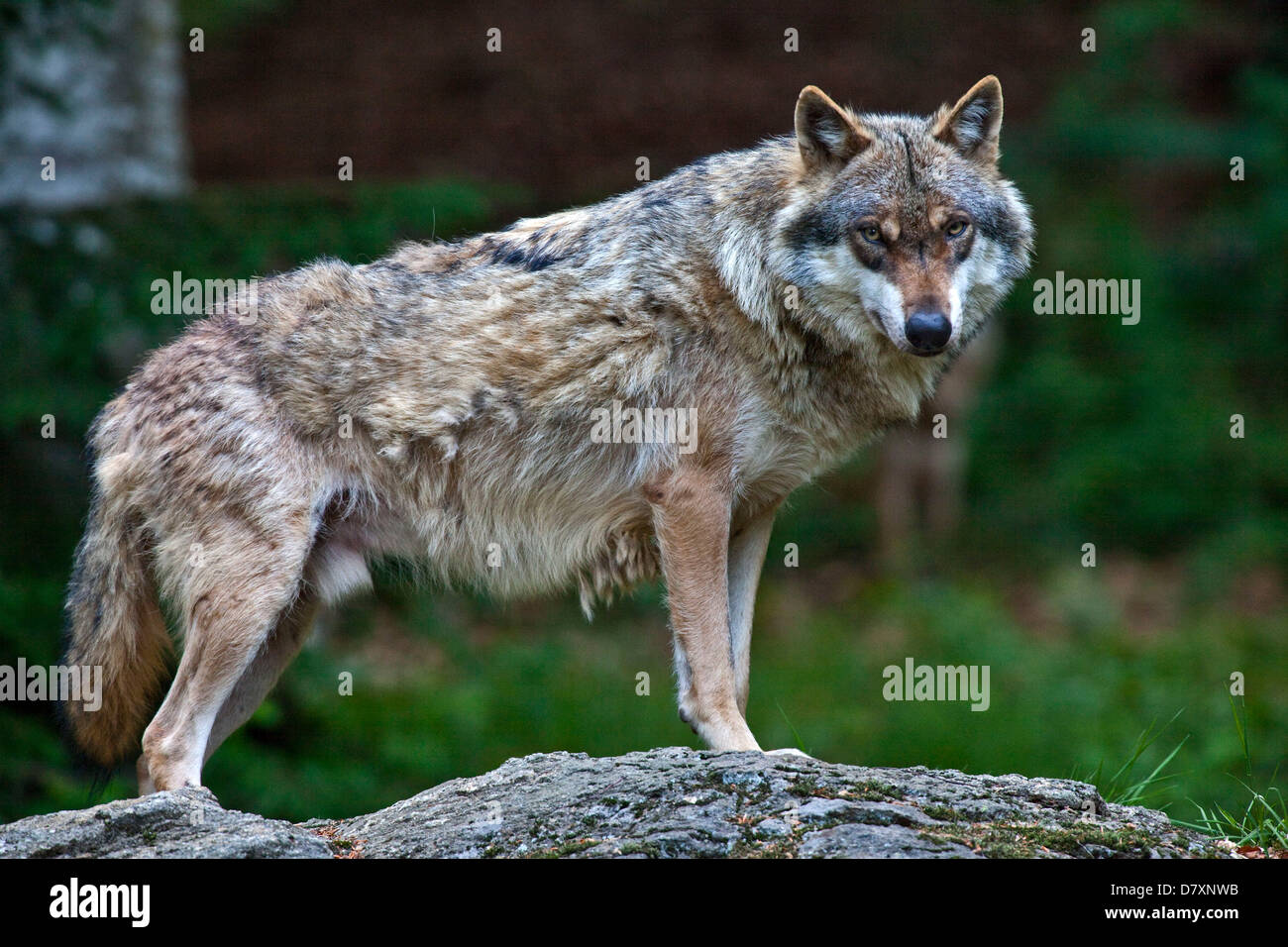 Gray wolf standing lateral hi-res stock photography and images - Alamy
