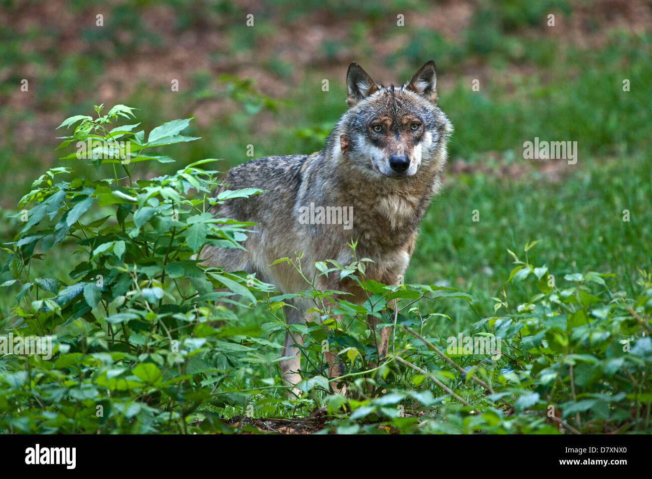 Greywolf greywolves hi-res stock photography and images - Alamy