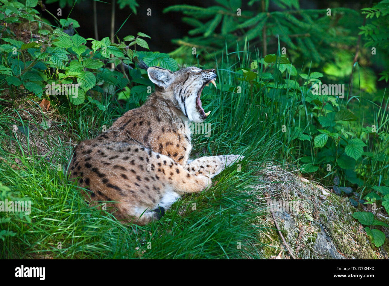 Lynx cat hi-res stock photography and images - Alamy
