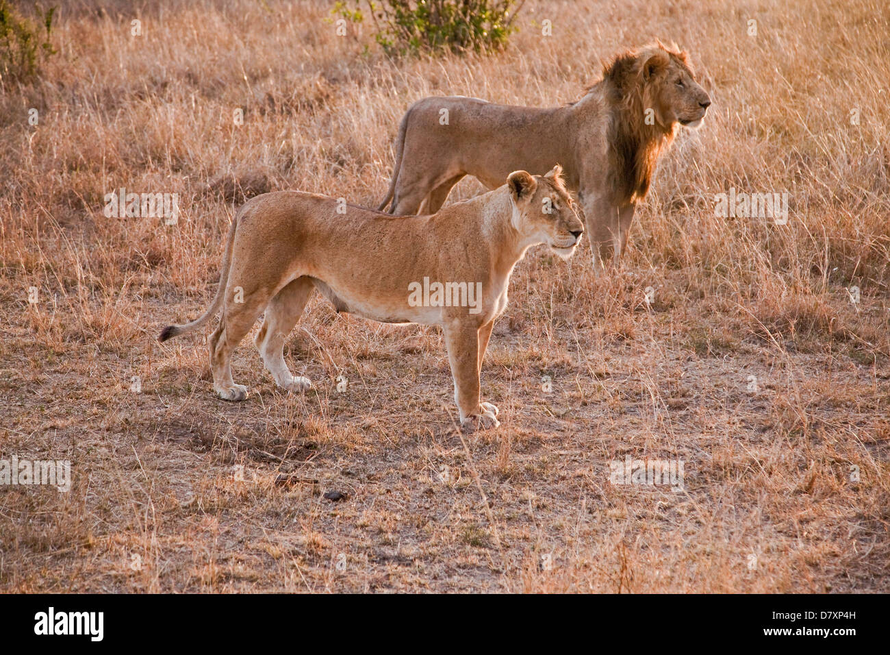 Two standing lionesses hi-res stock photography and images - Alamy