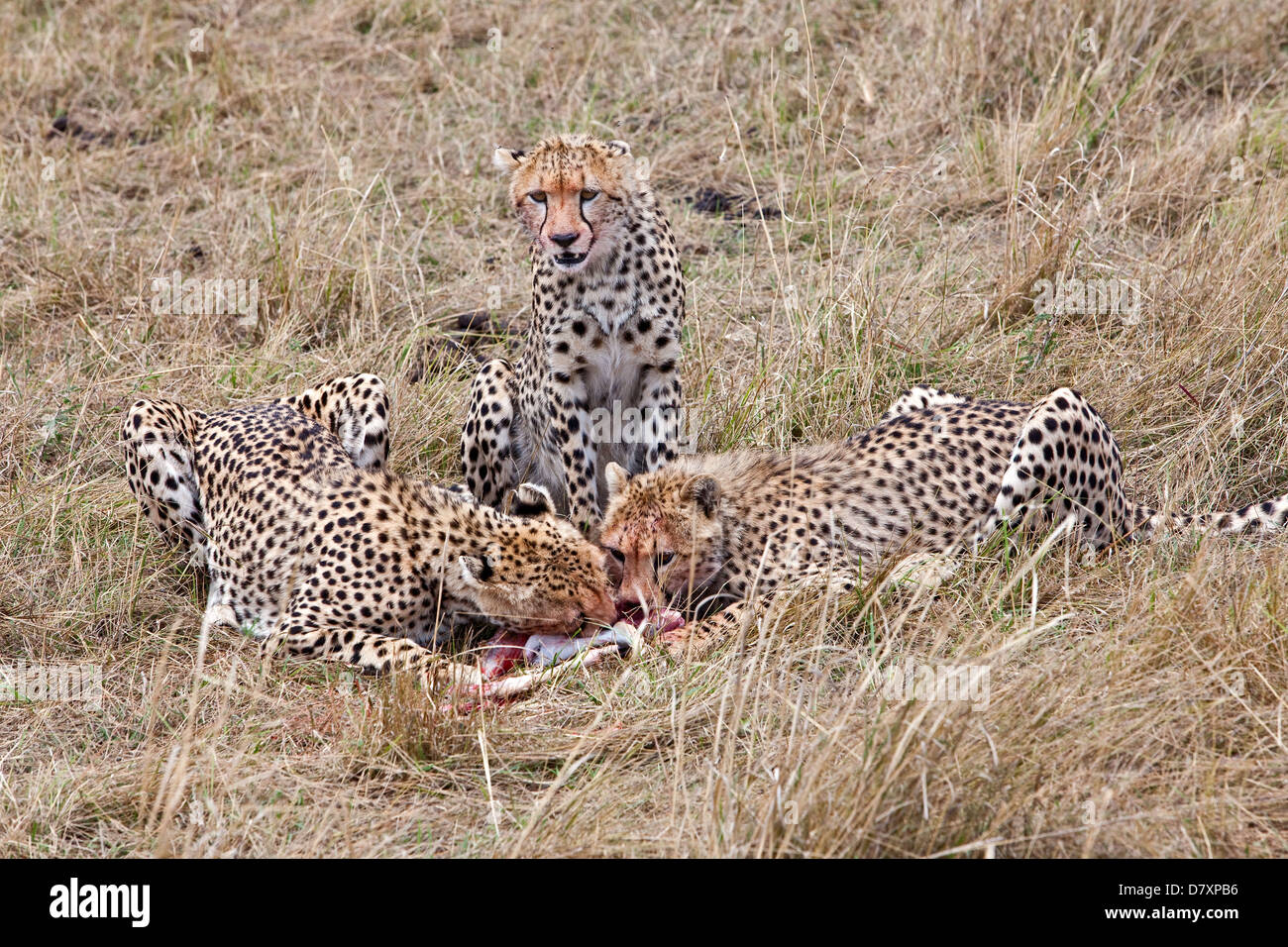 Cheetahs eating the prey hi-res stock photography and images - Alamy