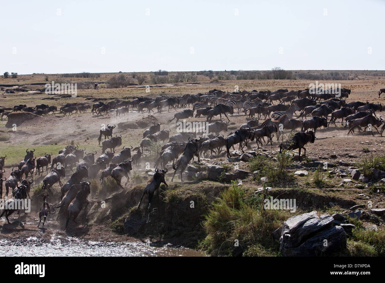 Wildebeests running hi-res stock photography and images - Alamy