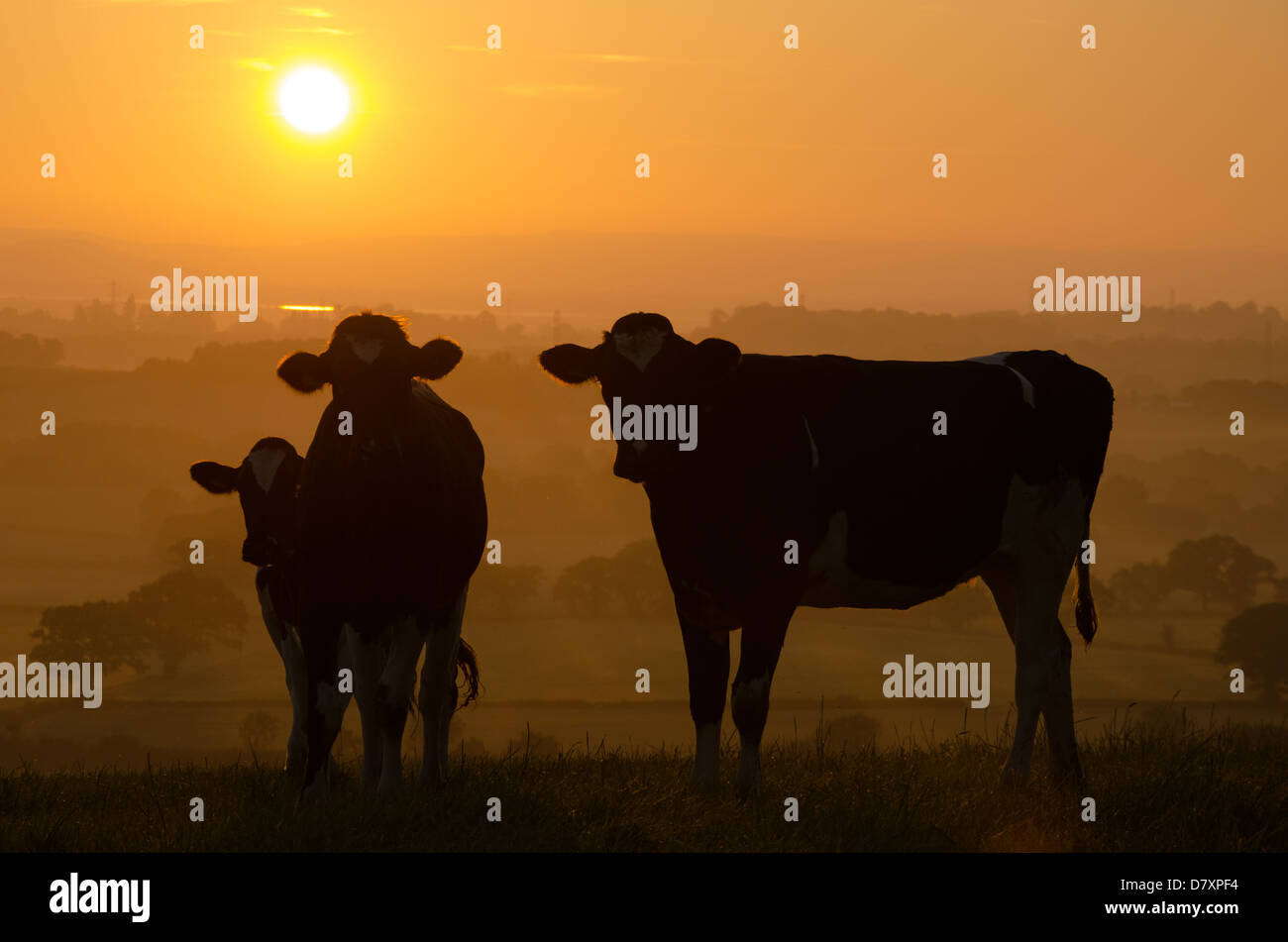 Cow Silhouette Sun High Resolution Stock Photography and Images - Alamy