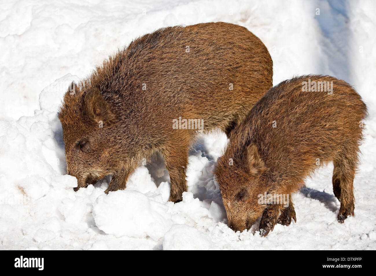Wildboar behavior snow hi-res stock photography and images - Alamy