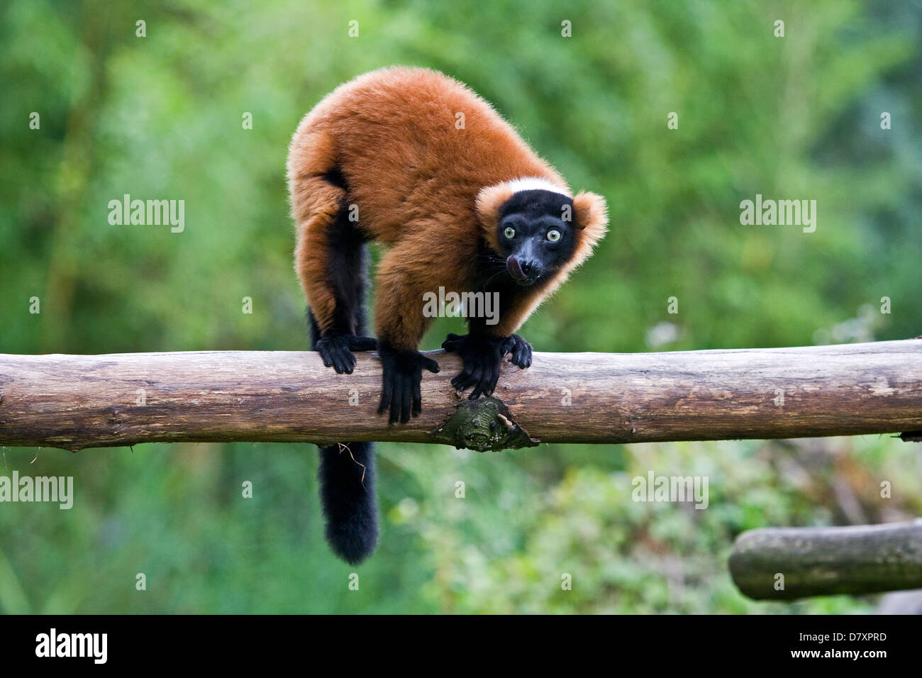 red ruffed lemur Stock Photo - Alamy