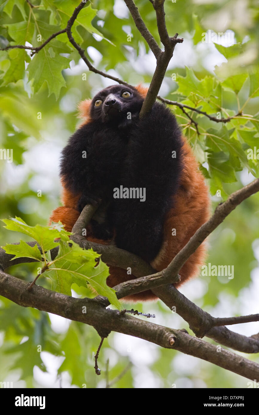 Lemur solo hi-res stock photography and images - Alamy