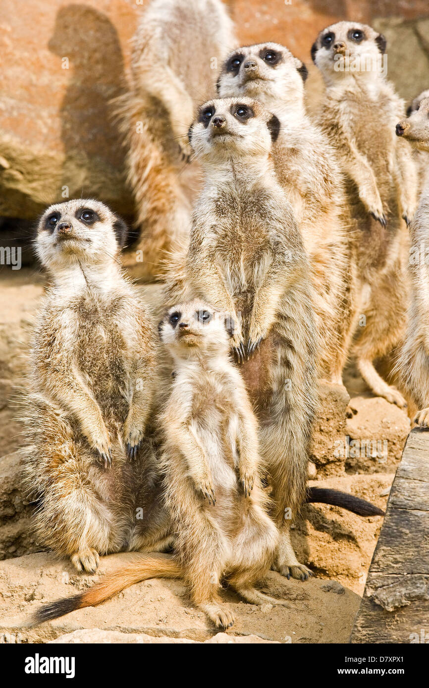 Suricat baby hi-res stock photography and images - Alamy