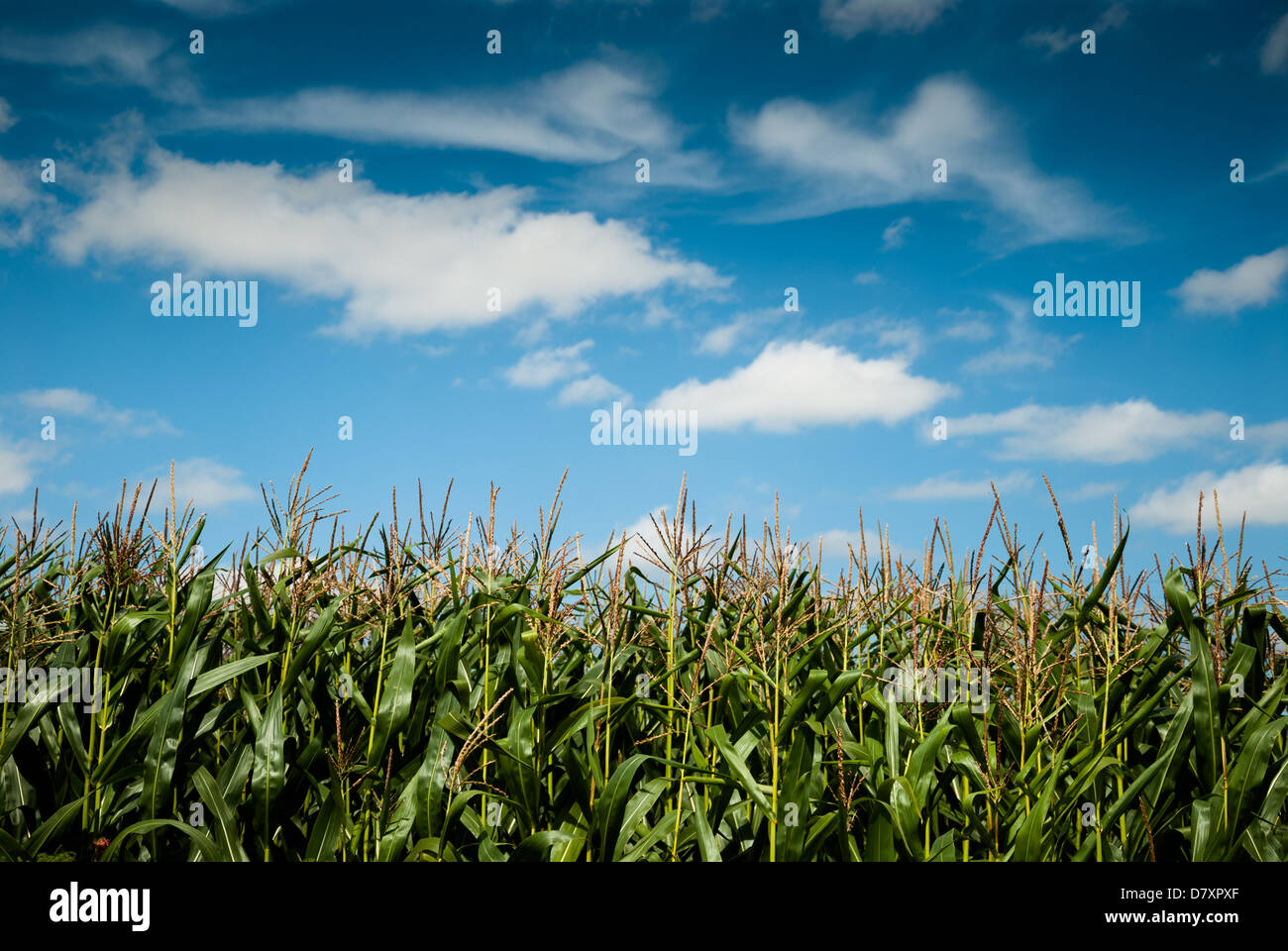 Ripening maize crop hi-res stock photography and images - Alamy
