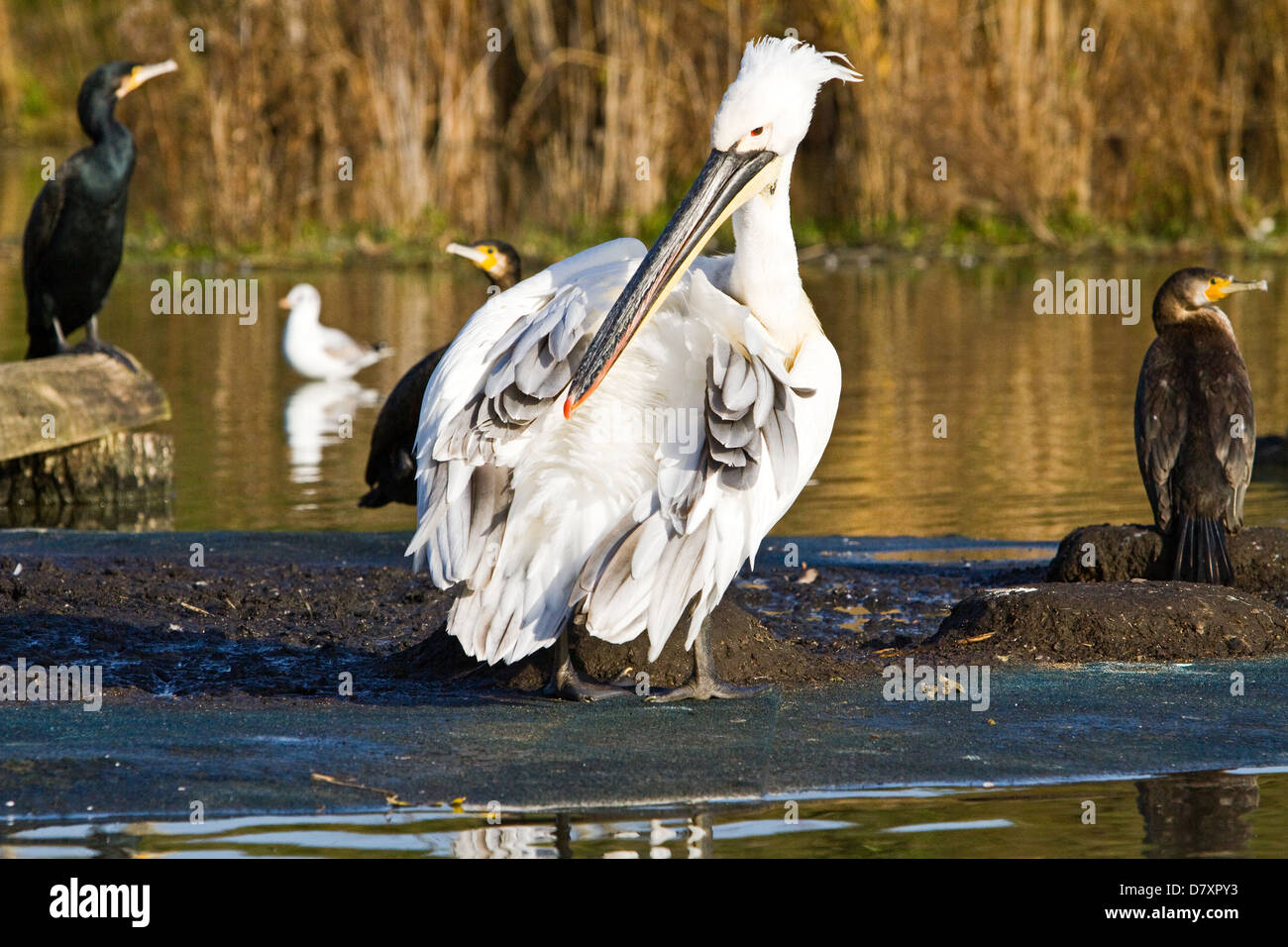 Raven preening hi-res stock photography and images - Alamy