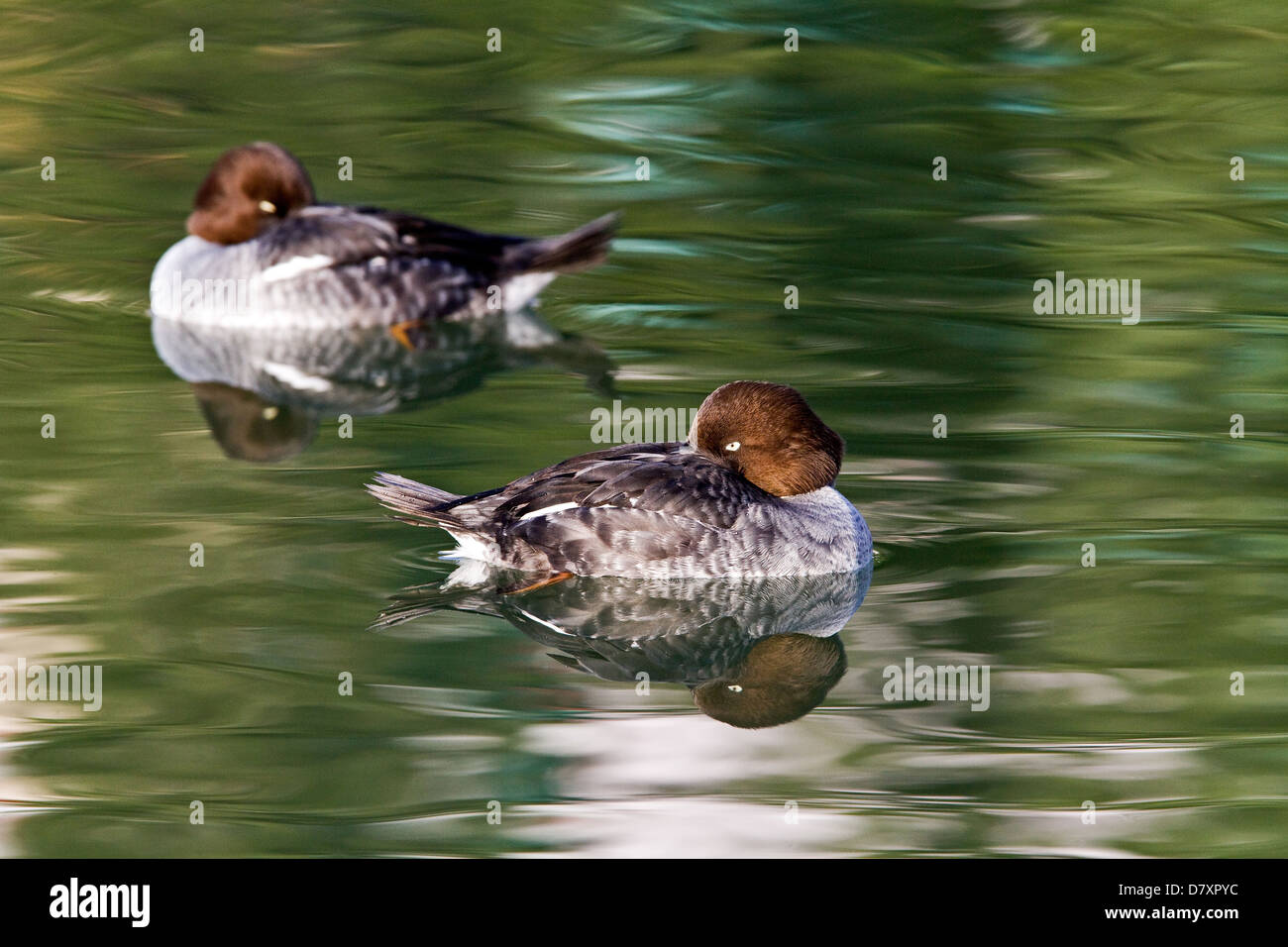 common goldeneye ducks Stock Photo - Alamy