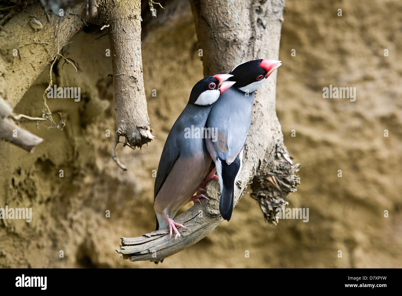 Rice finches hi-res stock photography and images - Alamy