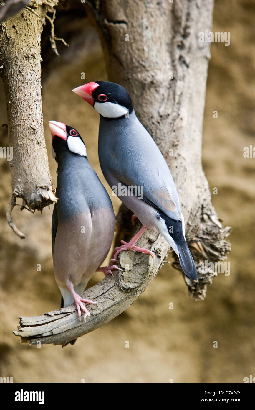 Adult java sparrow hi-res stock photography and images - Alamy