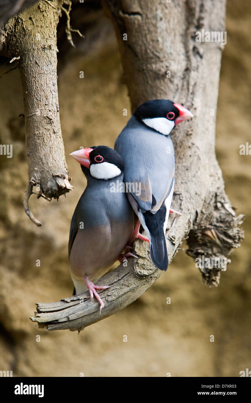 Several finches hi-res stock photography and images - Alamy