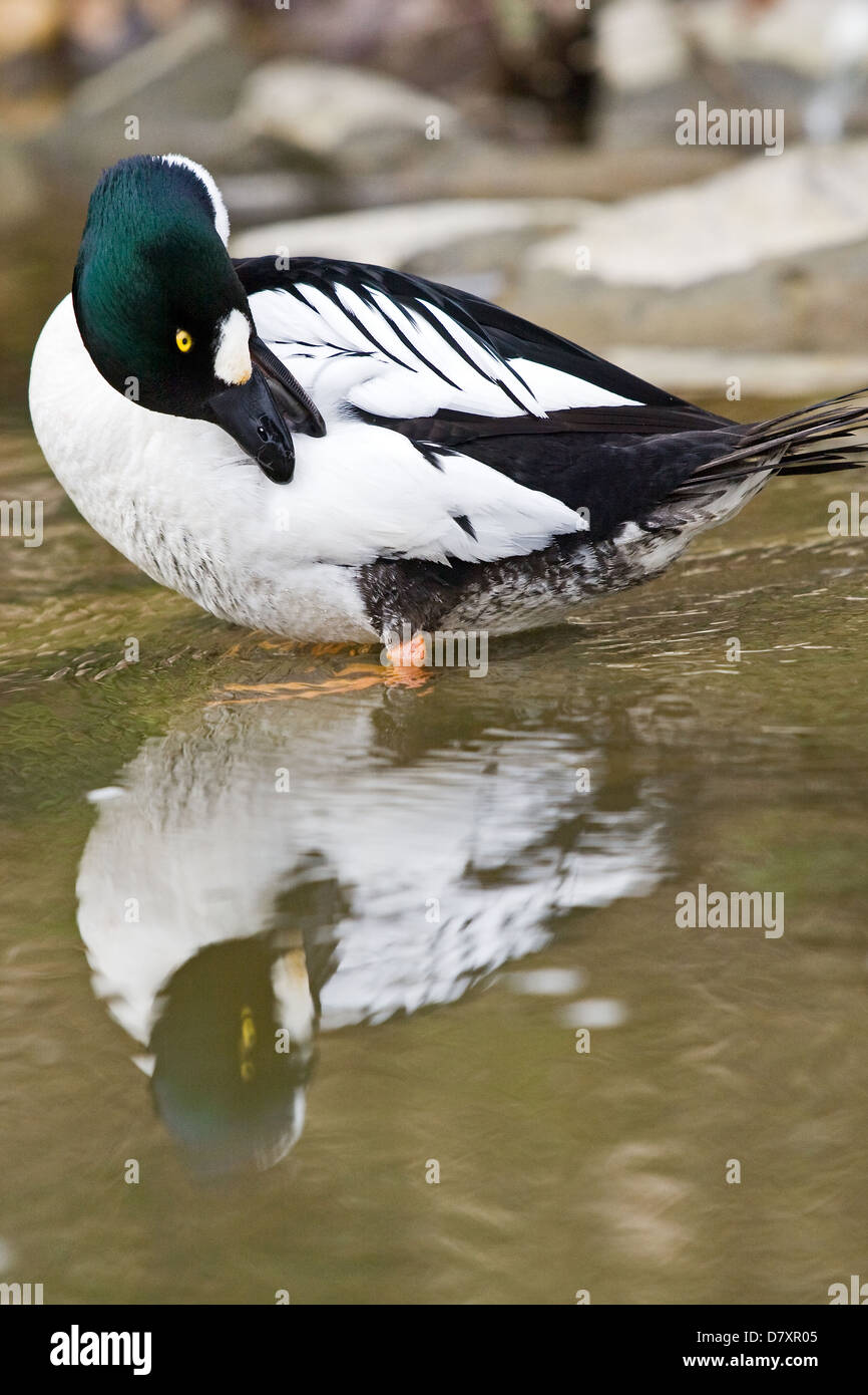 common goldeneye duck Stock Photo - Alamy