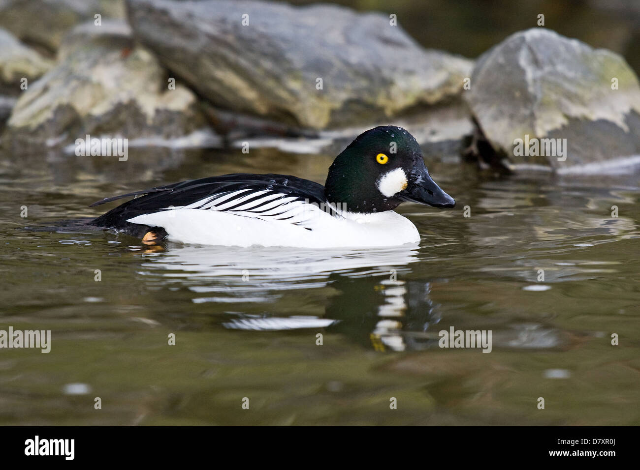common goldeneye duck Stock Photo - Alamy