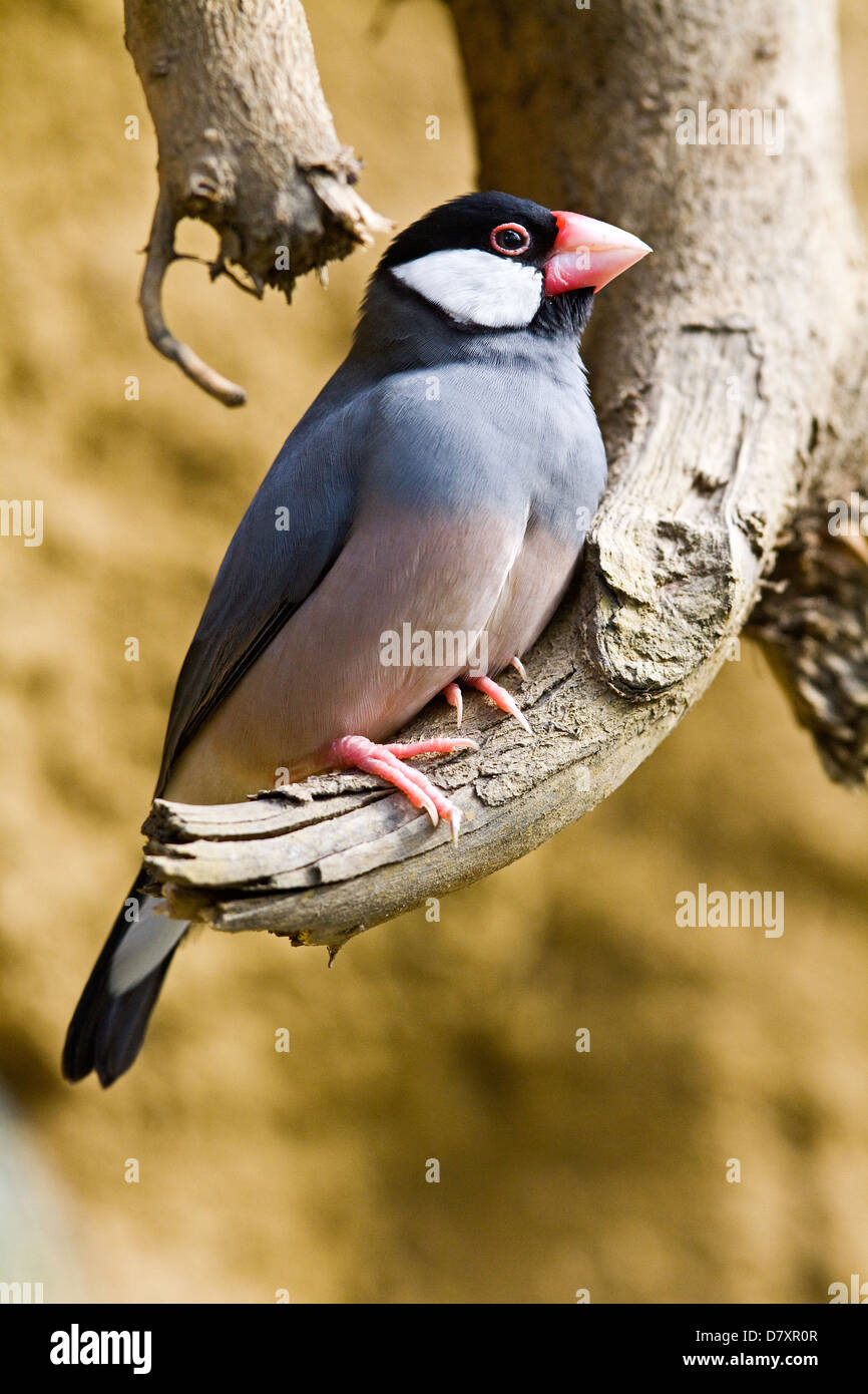 Profile view java hi-res stock photography and images - Alamy