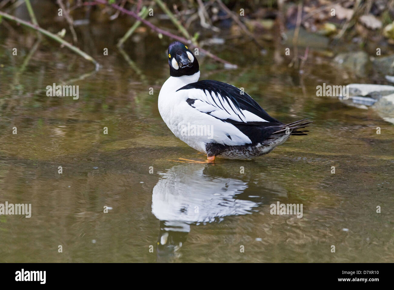 common goldeneye duck Stock Photo - Alamy