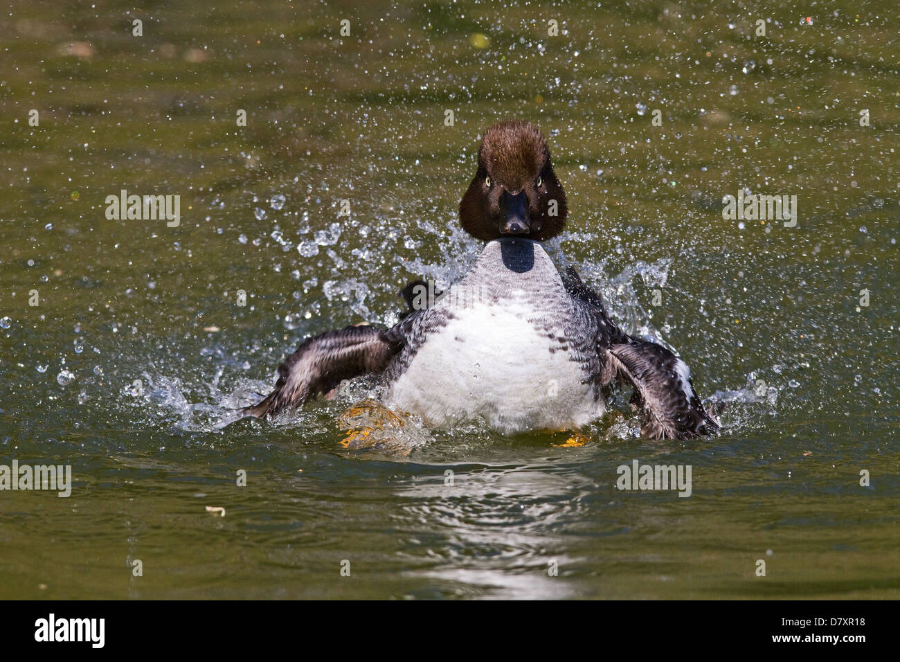 common goldeneye duck Stock Photo - Alamy