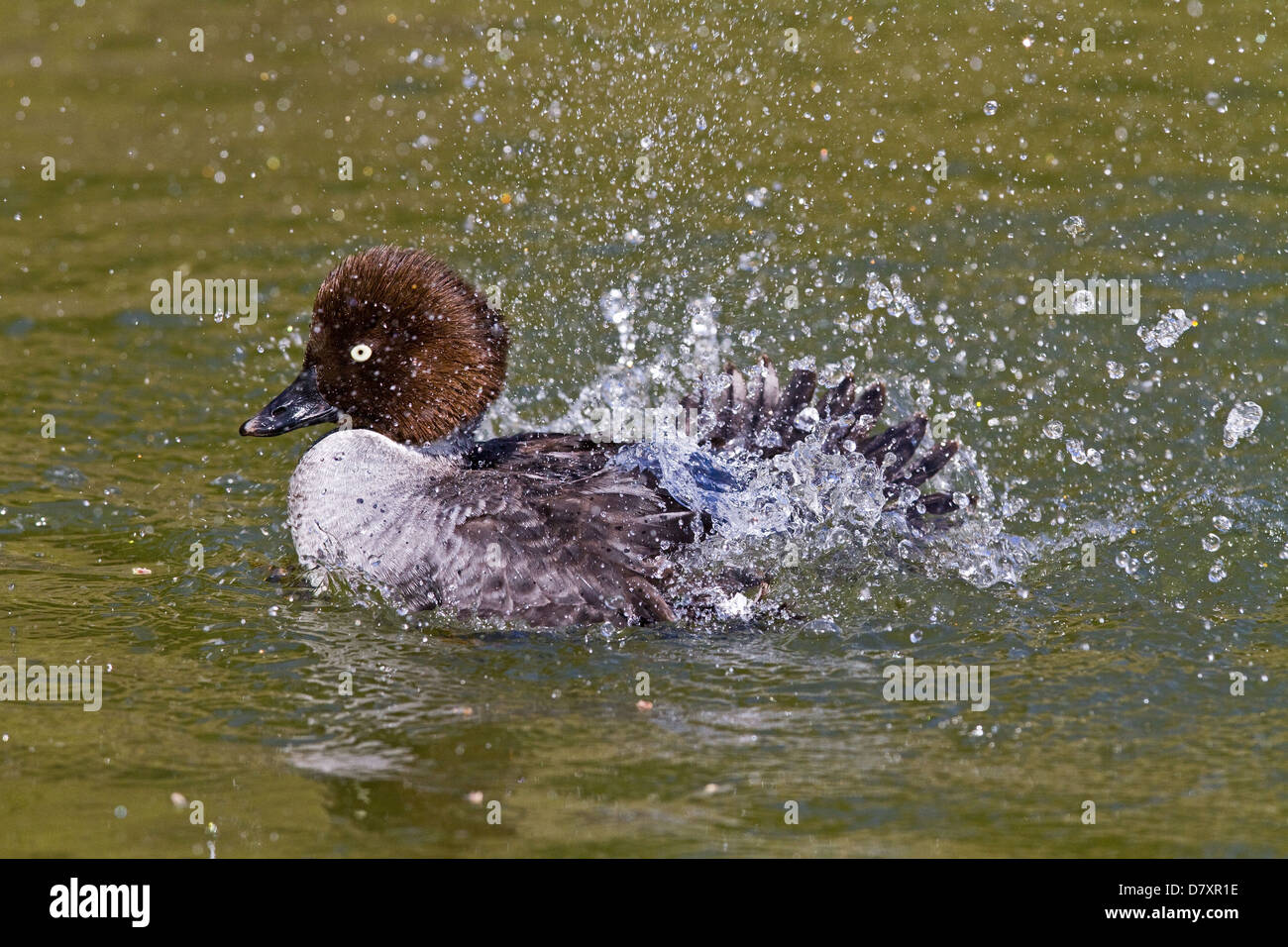 common goldeneye duck Stock Photo - Alamy