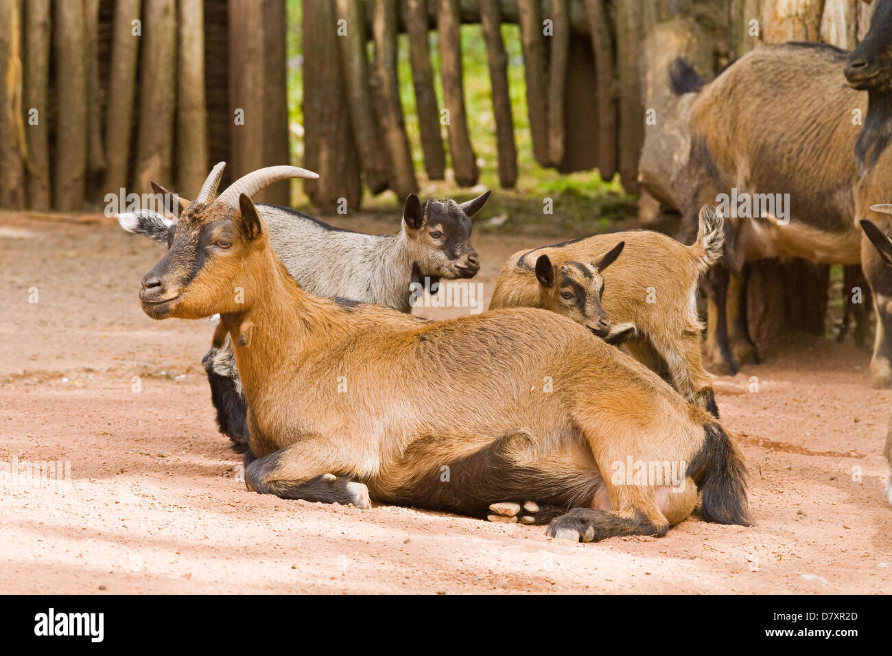 African pigmy goats hi-res stock photography and images - Alamy