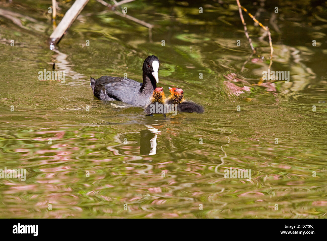 3 coots hi-res stock photography and images - Alamy