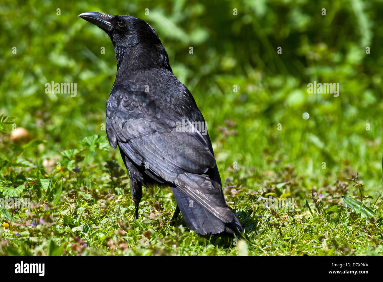 Rear view carrion crow corvus hi-res stock photography and images - Alamy