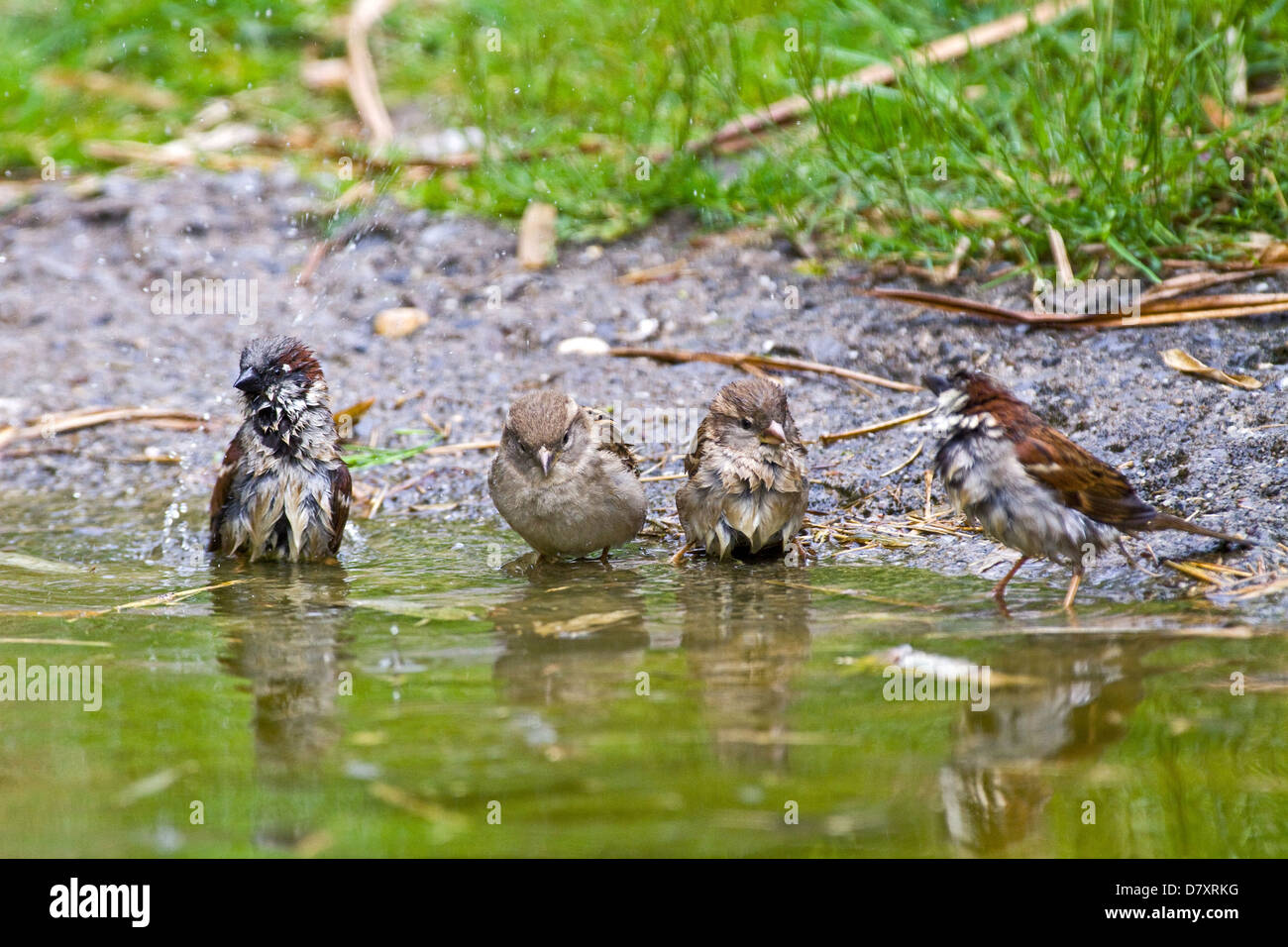 Four sparrows hi-res stock photography and images - Alamy