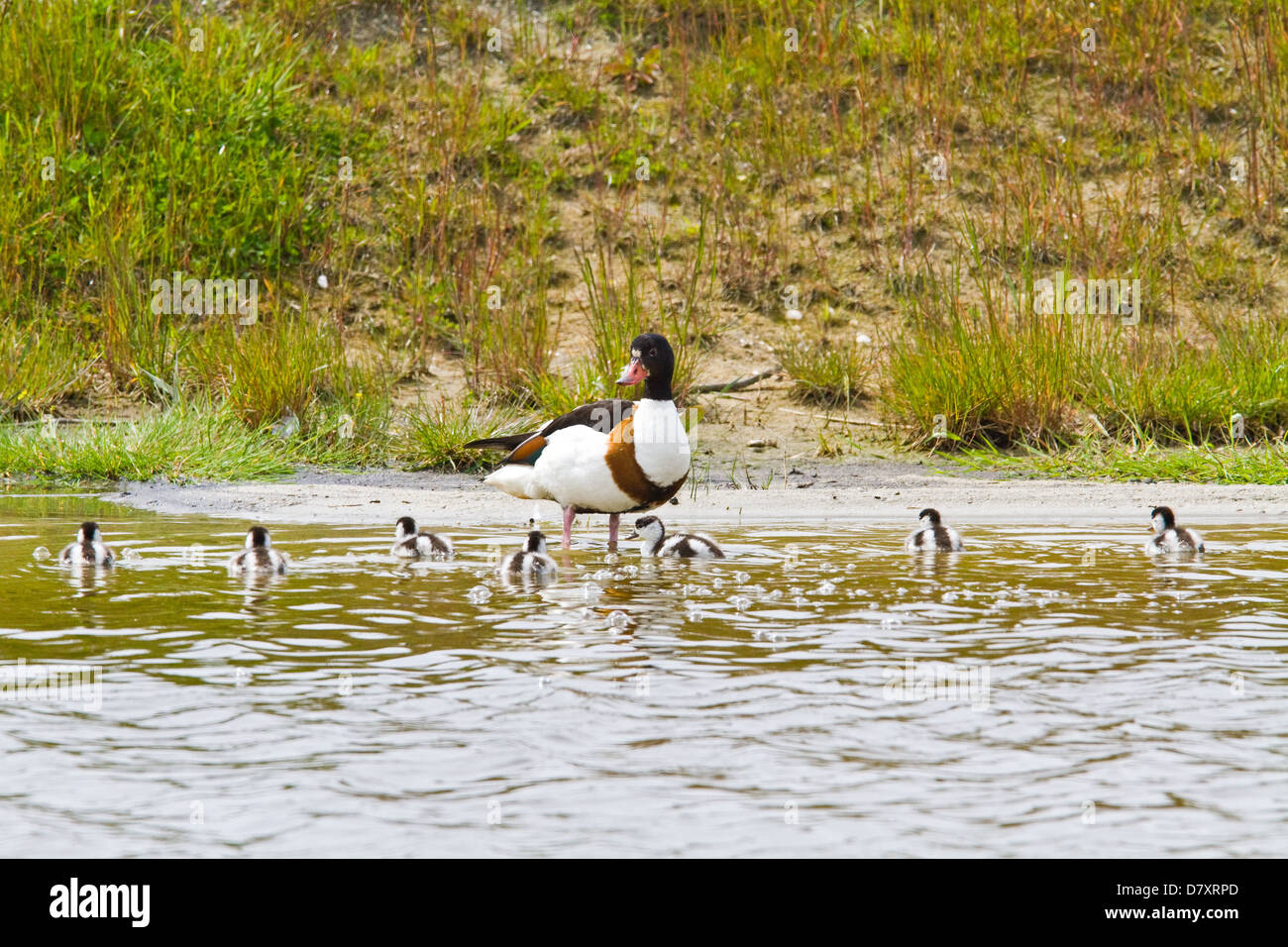 Group of shelducks swimming hi-res stock photography and images - Alamy