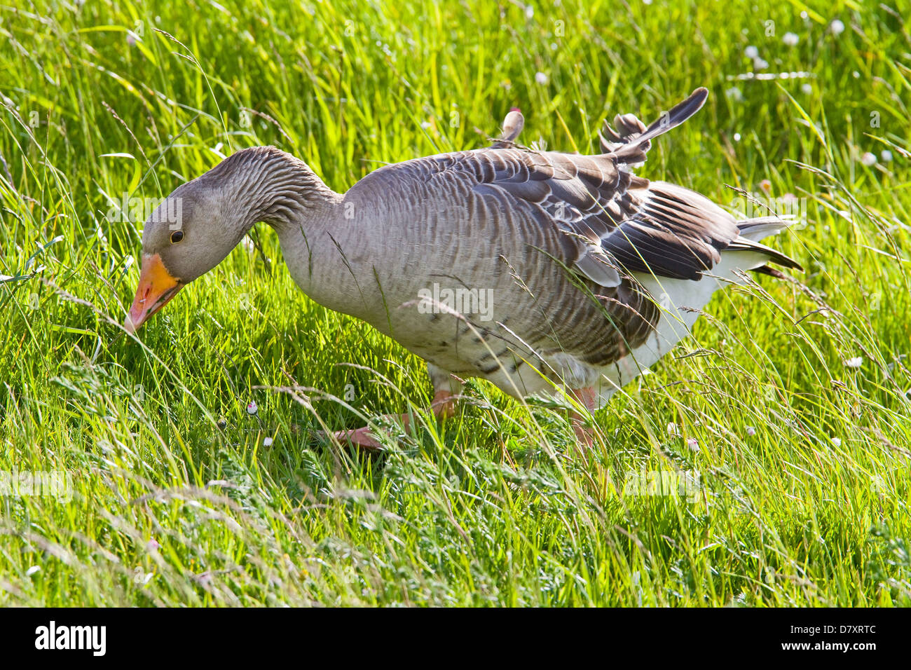 Greylag goose walk grass bird animal anser anser hi-res stock ...
