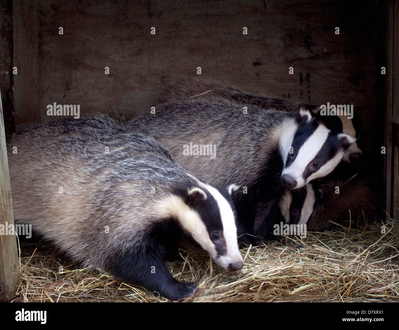 Badgers hi-res stock photography and images - Alamy