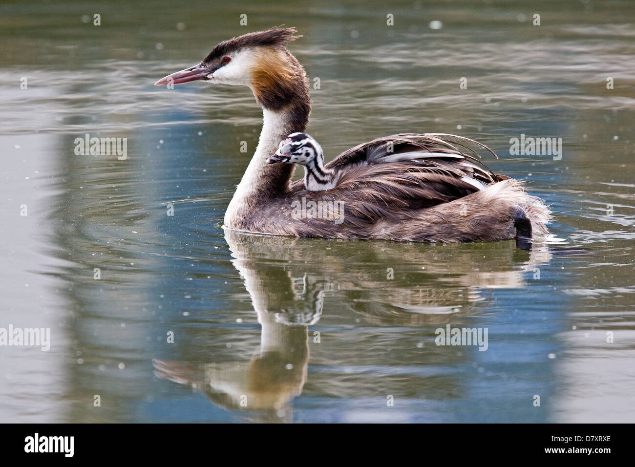 great crested grebes Stock Photo - Alamy