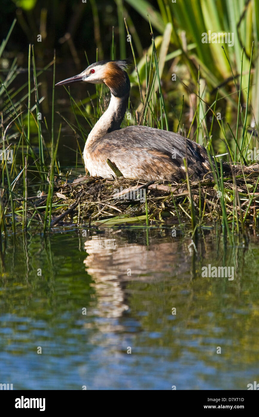 Grebe solo hi-res stock photography and images - Alamy