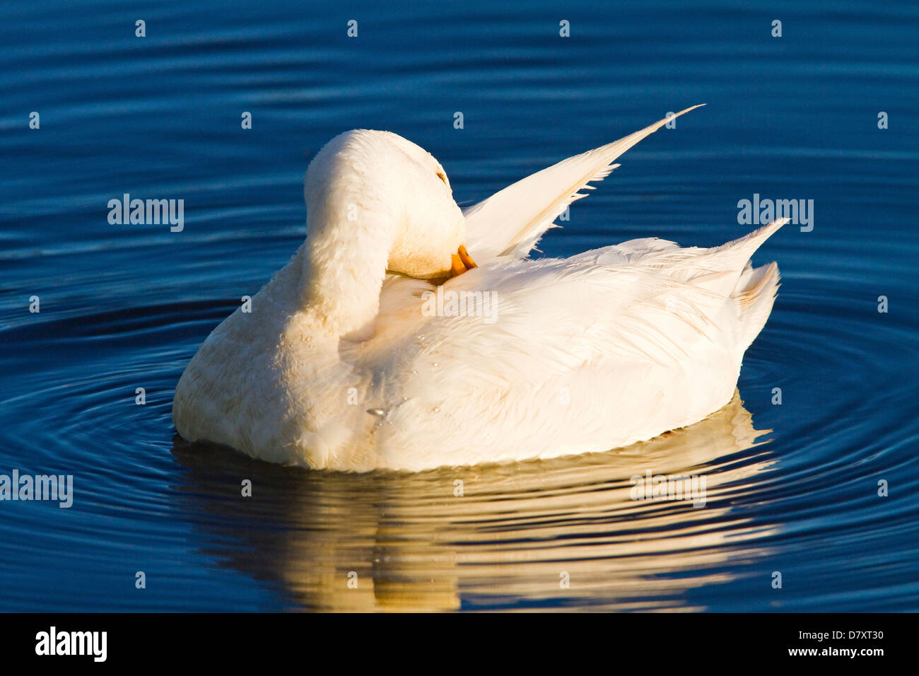 Tired ducks hi-res stock photography and images - Alamy