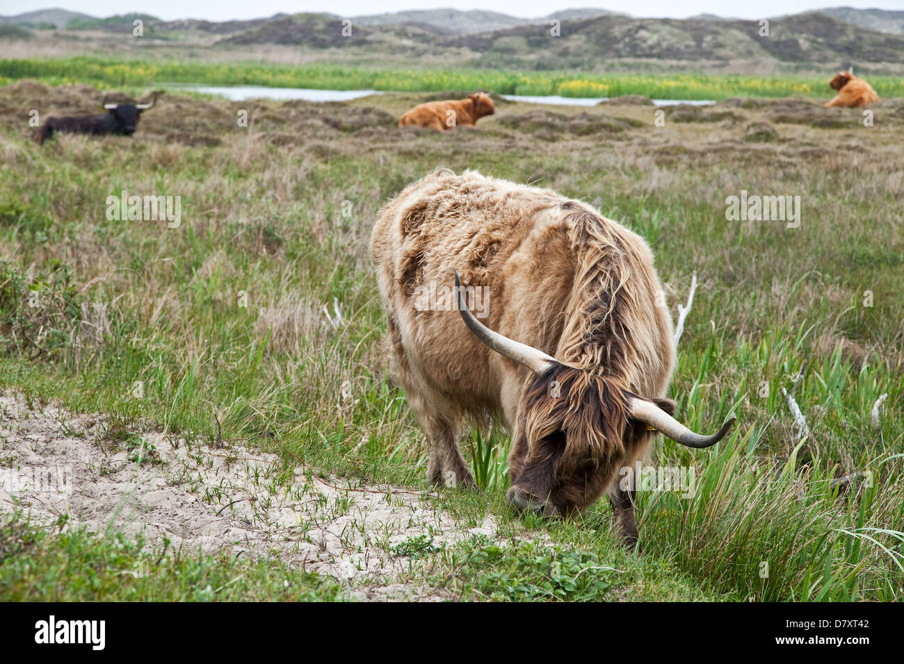 Highland cow eats hi-res stock photography and images - Alamy