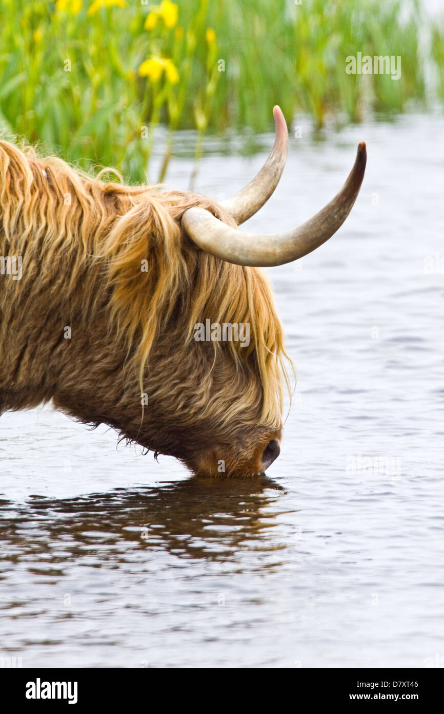 Highland cows drinking hi-res stock photography and images - Alamy